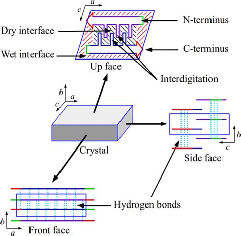 Scheme Of The Peptide Crystal Interdigitation Of The Side Chains That