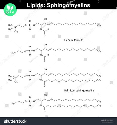 Sphingomyelin Structure