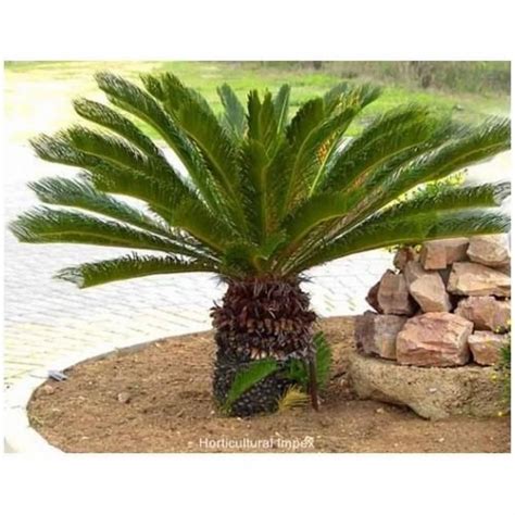 Germination Cycas Revoluta Seeds At Best Price In Dehradun Id