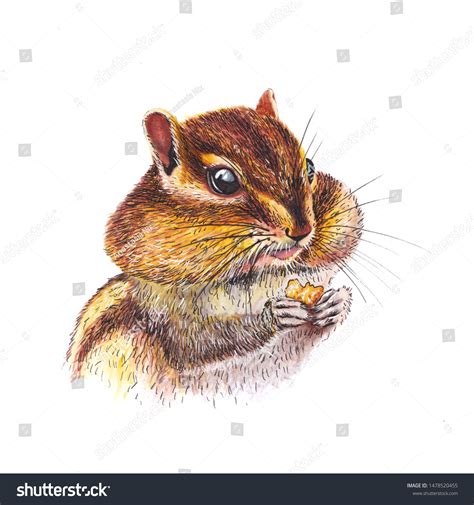 Cartoon Chipmunk Cheeks