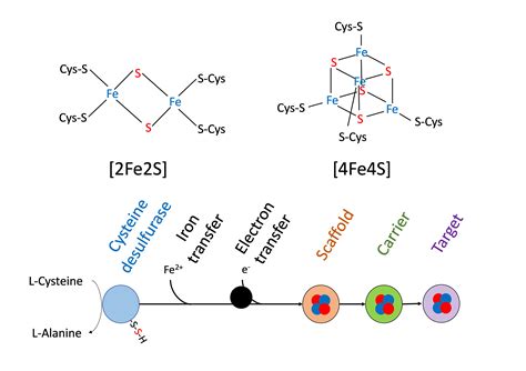 Building Iron Sulfur Clusters From Ancestral Simple Systems To Current