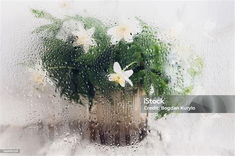 물방울이있는 유리 아래 아네모네 봄 꽃의 창조적 인 추상 이미지입니다 안녕하세요 봄입니다 간단한 미적 벽지 젖은 비오는 꽃 나무 말미잘 꽃 소박한 정물 0명에 대한 스톡