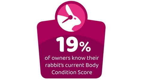 Rabbits Pdsa