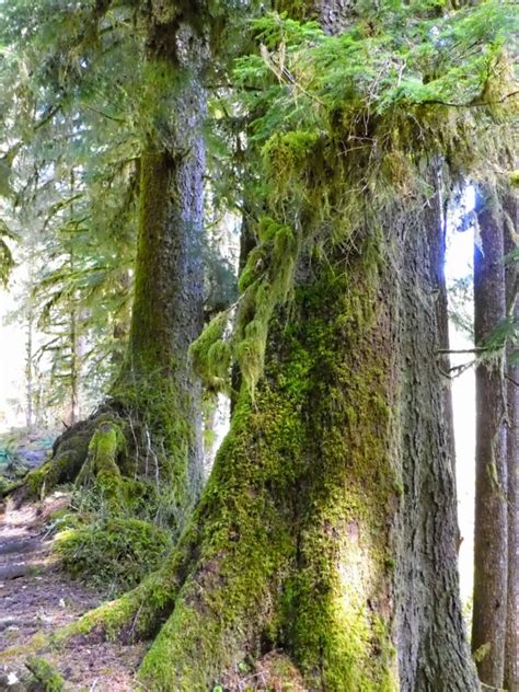 How To Visit The Hoh Rainforest Top Left Adventures