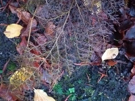 How To Propagate Onychium Japonicum Propagate One