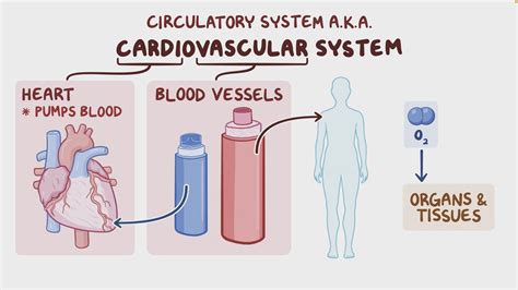 Video Stroke Volume Ejection Fraction And Cardiac Output Osmosis