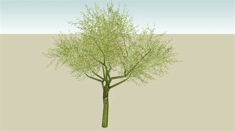 3d Tree Model 3d Tree Model