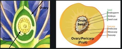 Angiosperms And Plant Anatomy Flashcards Quizlet