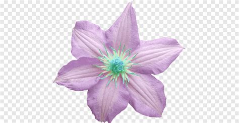 Purple 6 Petaled Flower Png Pngegg