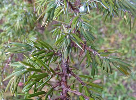 Southwest Colorado Wildflowers Juniperus Communis
