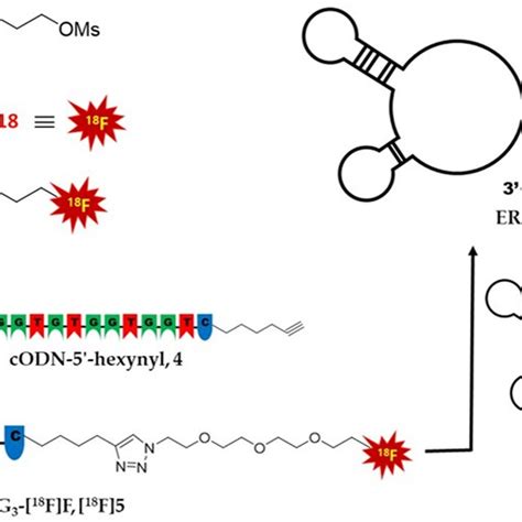 Schematic Illustration Of Erb‐b2 Receptor Tyrosine Kinase 2 Download Scientific Diagram
