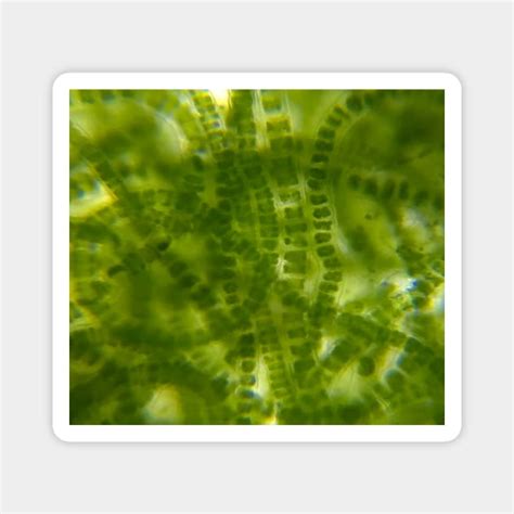 Green Microscopic Seaweed Algae Magnet Teepublic