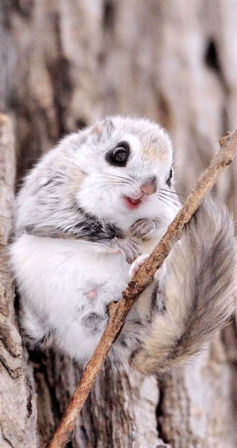 Flying Squirrel Wallpapers Top Free Flying Squirrel Backgrounds