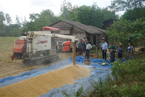 ကော့မှူးမြို့၌ နိုင်ငံစီးပွားမြှင့်တင်ရေး ရန်ပုံငွေဖြင့် စိုက်ပျိုးသည့် မိုးစပါးများ စတင်ရိတ်သိမ