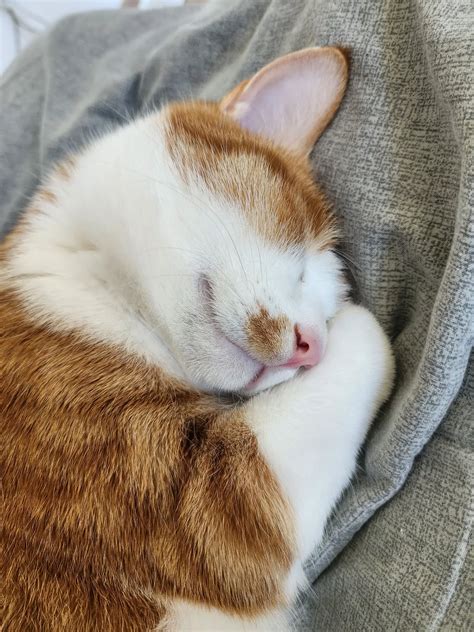 쉬마려운데 애기 깰까봐 못인난지 2시간째 아빠의 마음 스하리1000명 프로젝트 스팔 맞팔 리포스트 고양이 고양이자랑 예림이 치즈냥