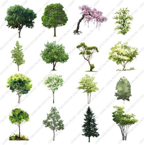 40 Tree Elevation Cutouts Learn Architecture Online Trees To Plant