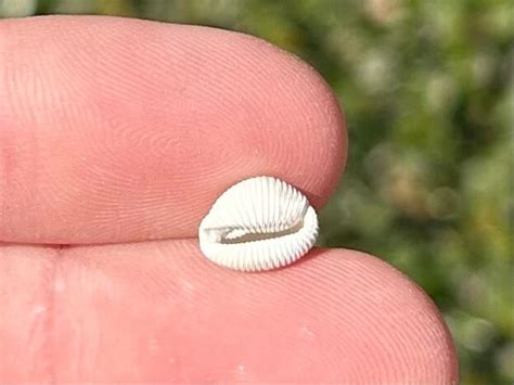 Florida Fossil Gastropod Niveria Quadripunctata Pleistocene Cypraea