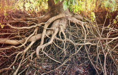 Tree Roots In Septic System Archives SepticTankCare Net