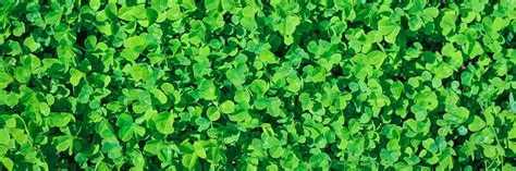 세인트 패트릭의 날을 위한 녹색 클로버 잎으로 아름다운 배경 배너 공간을 복사합니다 0명에 대한 스톡 사진 및 기타 이미지 0명 St Patricks Day 계절