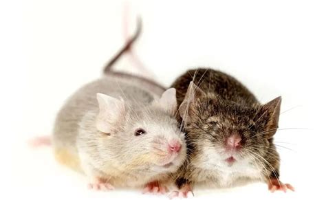 课程预告 老司机带路，手把手教你做小鼠基因型鉴定！ 哔哩哔哩