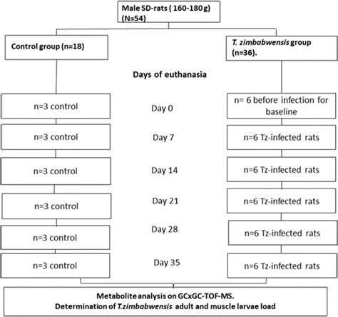 Frontiers Preliminary Insights On The Metabolomics Of Trichinella Zimbabwensis Infection In