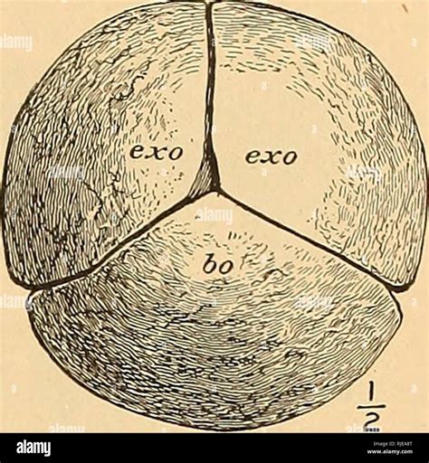 The Ceratopsia Ceratopsia The Skull 17 Fig 7 —occipital Condyle Of Type Of Torosaurus
