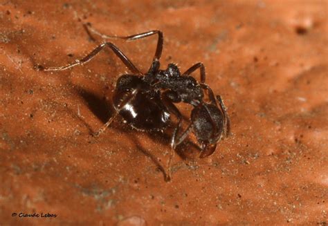 Fourmis Du Vietnam Dolichoderus Thoracicus