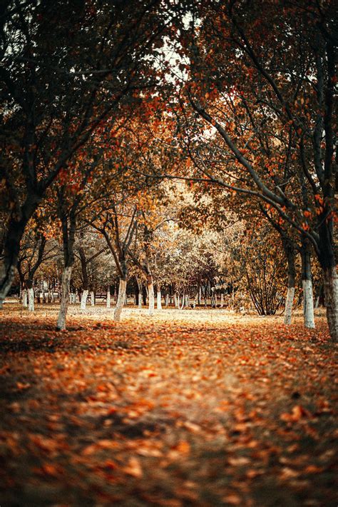 Backgrounds For Photography Free Download