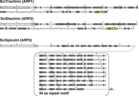 Amino Acid Sequences Of The Arps Scitriactinin Arp1 Scidiactinin