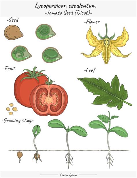 Premium Vector Solanum Lycopersicum Tomato Illustrations Set