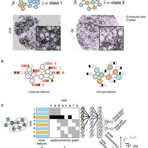 A Graph Neural Networks Model Of Tissue Phenotypes A Tissue Level Download Scientific
