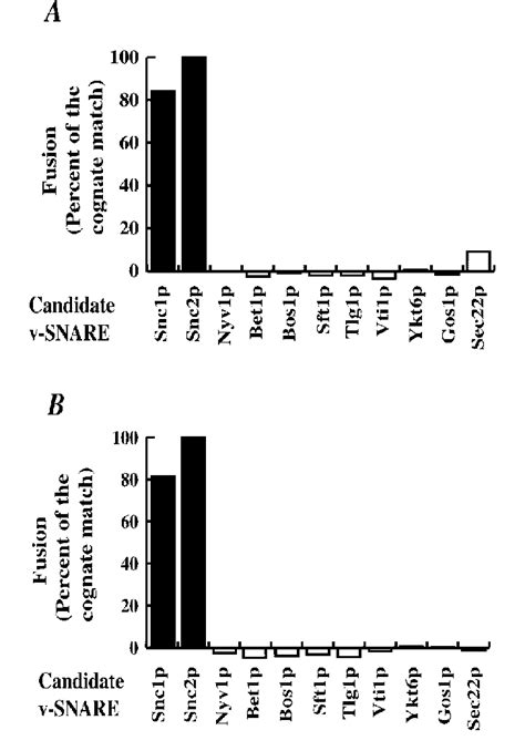 Specificity Of Fusion Between The Endocytic T Snare And All Potential