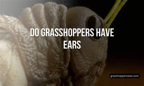 Do Grasshoppers Have Ears