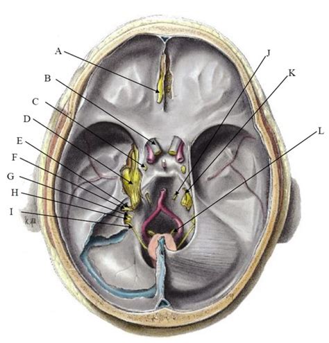 B2W3 QUIZ Cranial Nerve Hole Bony Features Flashcards Quizlet