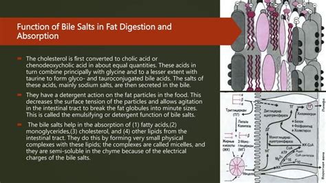 Physiology Of Digestion Digistive System Ppt
