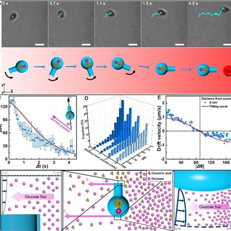 Direct Observation Of The Self Reorientation Of The Flasklike Colloidal Download Scientific