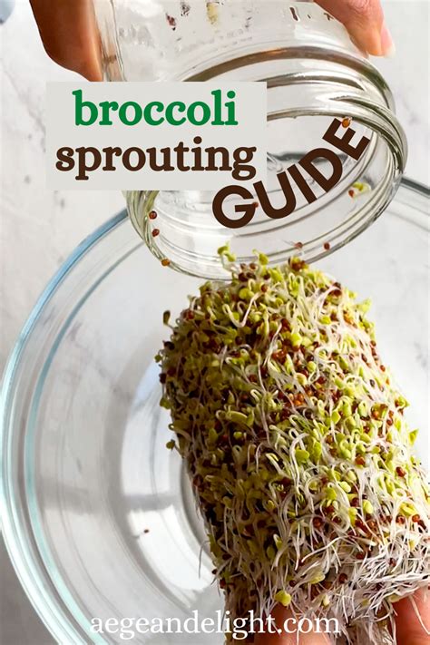 Growing Broccoli Sprouts For Highest Sulforaphane Artofit