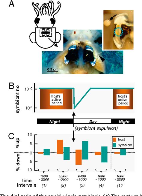 Figure 1 From Transcriptional Patterns In Both Host And Bacterium Underlie A Daily Rhythm Of