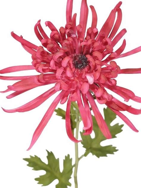 Chryzantemy Silikonowe Niska Cena Na Allegropl