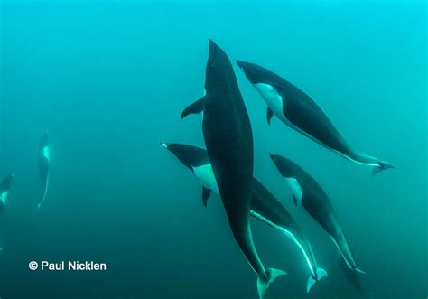 Dolphins And Porpoises Save The Whales