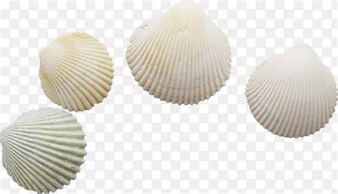 Shellpng图片素材下载 图片编号qmjaerlz 免抠素材网
