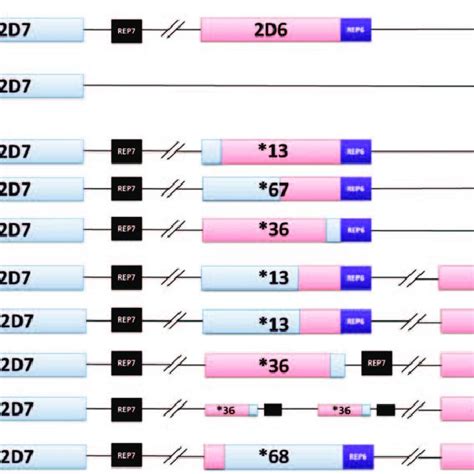 Functional Prediction Of Non Synonymous Mutation 3157gt By Polyphen 2