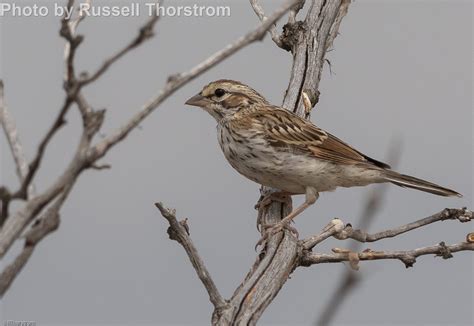 Lark Sparrow East Cascades Audubon Society