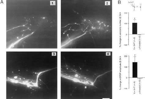 synapse specific long term facilitation involves synapse specific