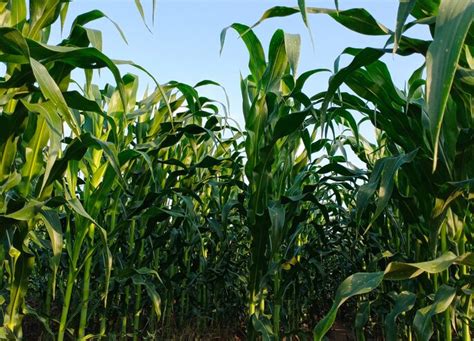 Guidance To Manage And Measure Regenerative Agriculture Outcomes