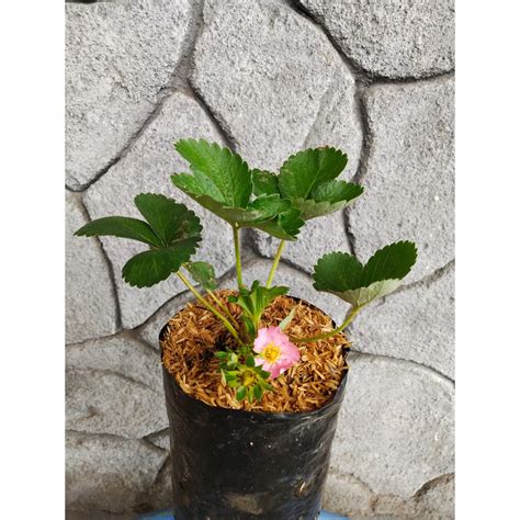 Jual Bibit Tanaman Buah Strawberry Ruby Ann Shopee Indonesia