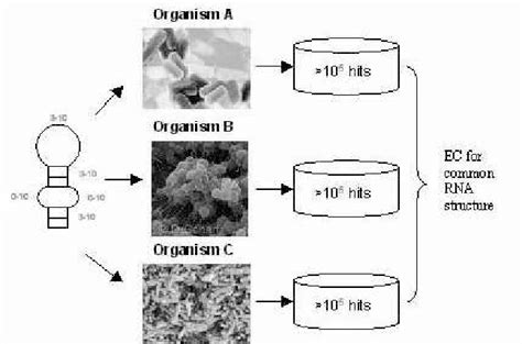 Flow Chart Of The Rnamotifea Process For Similar Rna Structure Download Scientific Diagram