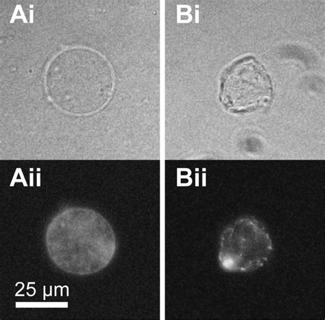 Isolated Intact Nuclei Nuclei Were Isolated From Egg Extract 40 Min Download Scientific
