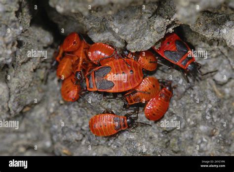 Common Firebugs In Their Hiding Mon Firebugs Pyrrhocoris