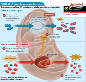Bio Chapter 4 Krebs Cycle Diagram Diagram Quizlet